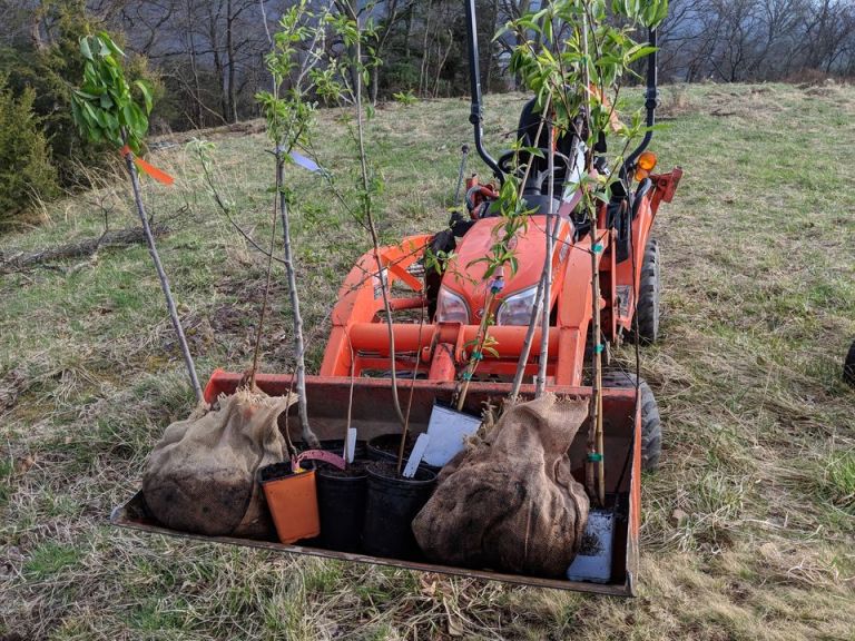 Starting an Orchard Part IV: Planting Trees – Vantages From Vandalia